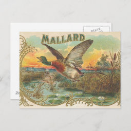 Duck Postcard | Zazzle