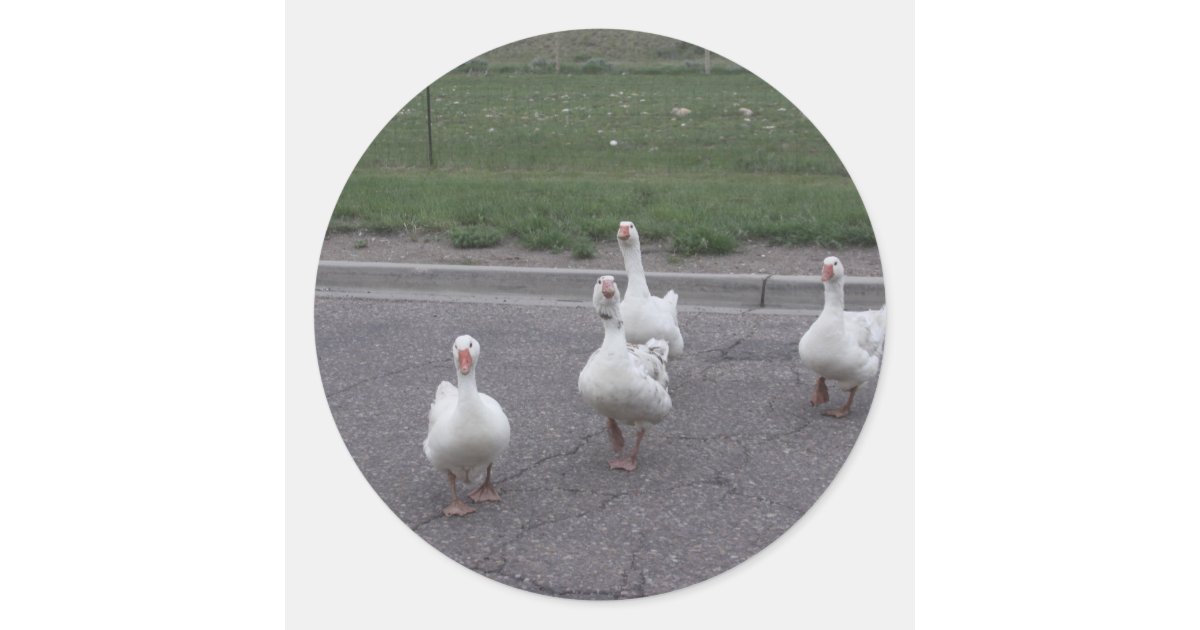 Duck Stickers | Zazzle