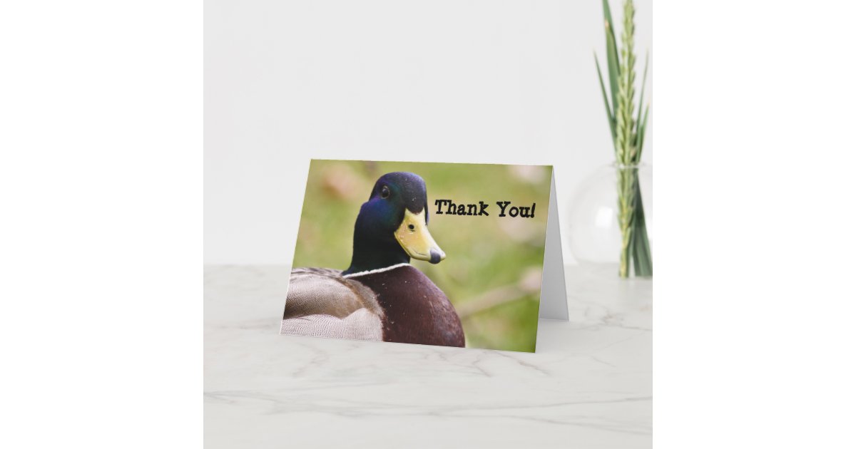 Duck Thank You Card | Zazzle