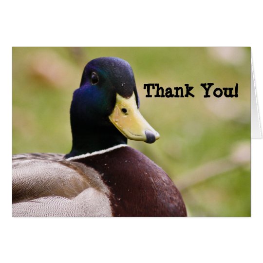 Duck Thank You Card | Zazzle.com
