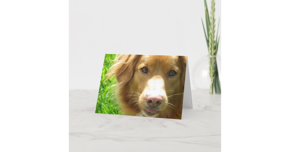 Duck Toller Greeting Card | Zazzle