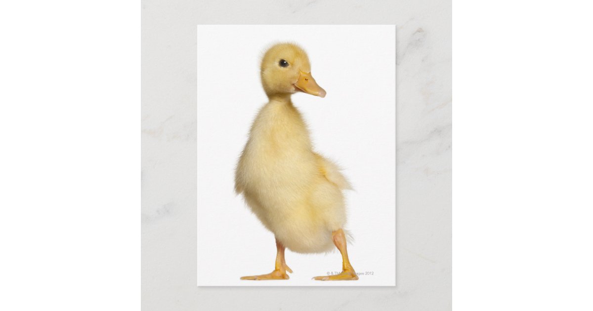 Duckling (1 week old) postcard | Zazzle