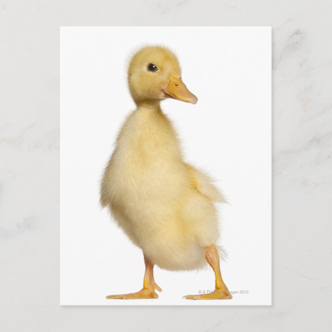Duckling (1 week old) postcard | Zazzle