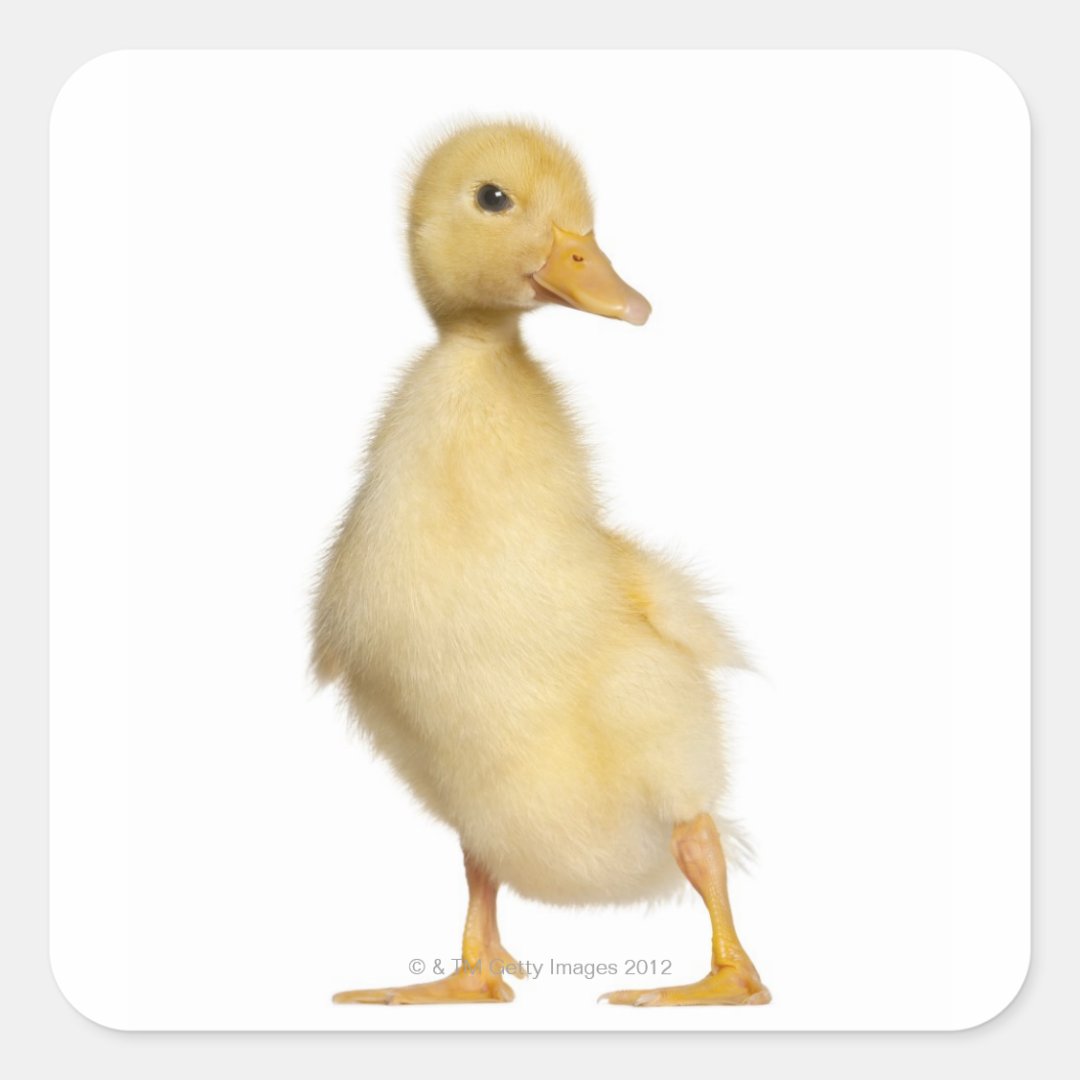 Duckling (1 week old) square sticker | Zazzle