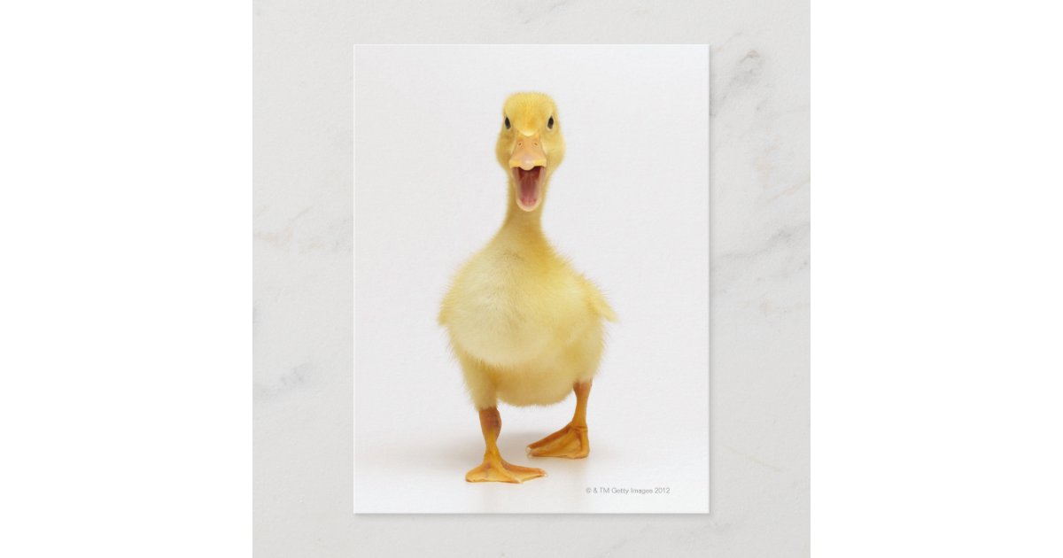 Duckling Postcard | Zazzle