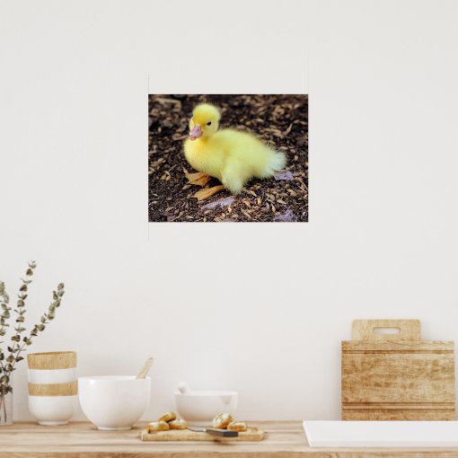 Duckling Poster | Zazzle