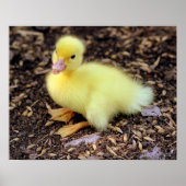Duckling Poster | Zazzle