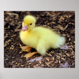 Duckling Poster | Zazzle