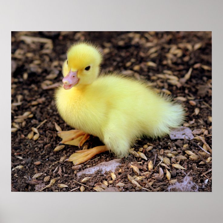 Duckling Poster | Zazzle