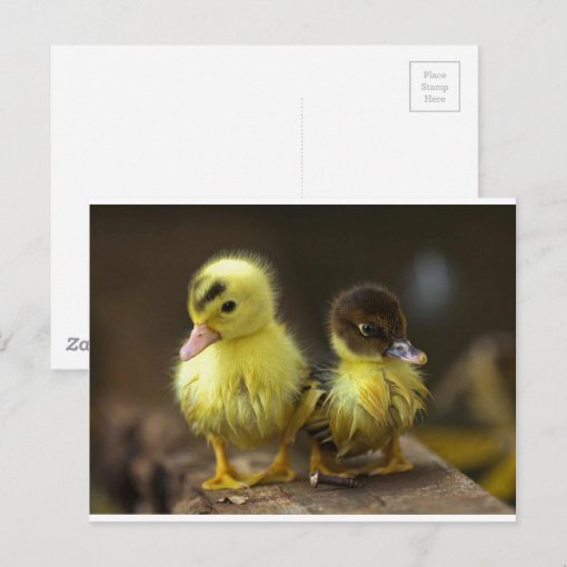 Ducklings Postcard | Zazzle
