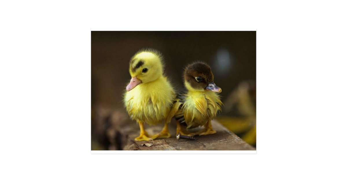 Ducklings Postcard | Zazzle.com