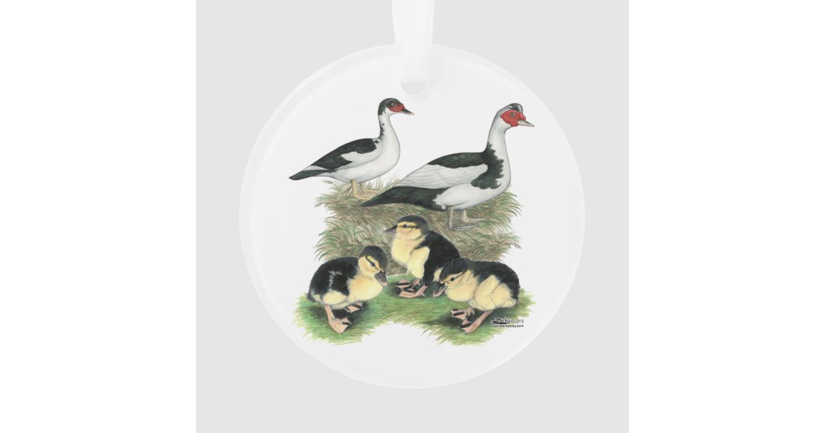 Ducks Black Pied Muscovy Family Ornament | Zazzle