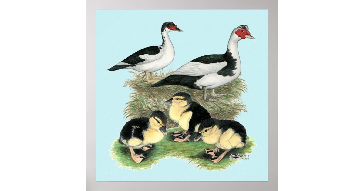 Ducks Black Pied Muscovy Family Poster | Zazzle