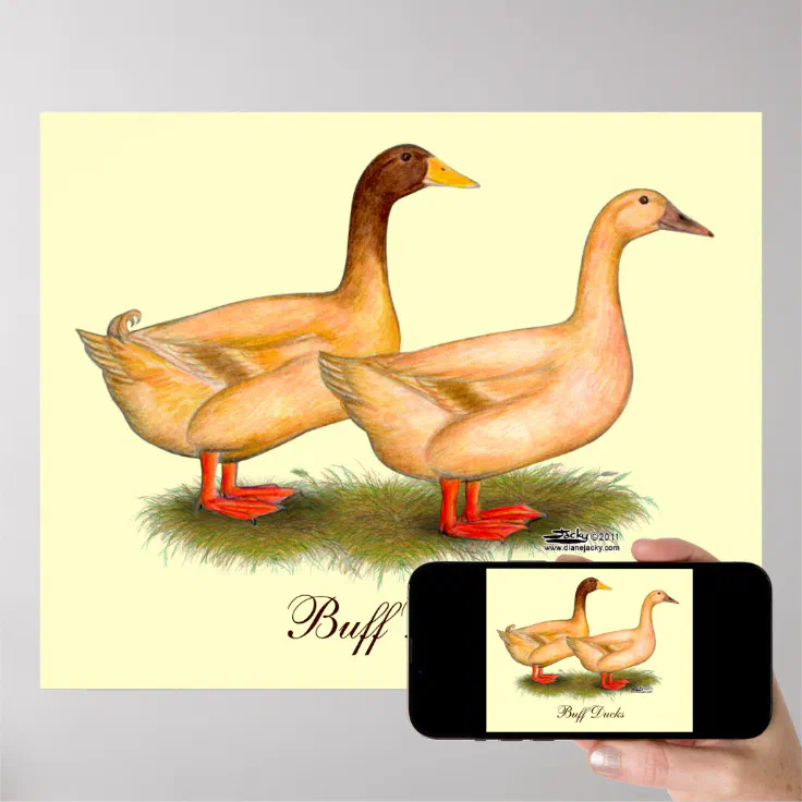 Ducks: Buff Orpington Poster | Zazzle