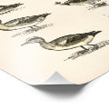 Ducks of North America Illustrations Photo Print | Zazzle