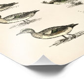 Ducks of North America Illustrations Photo Print | Zazzle
