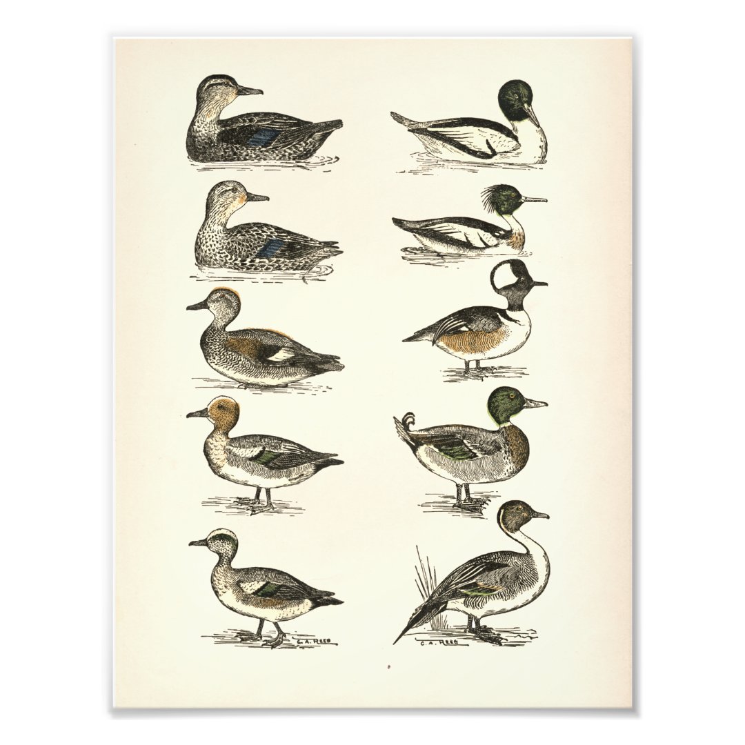 Ducks of North America Illustrations Photo Print | Zazzle