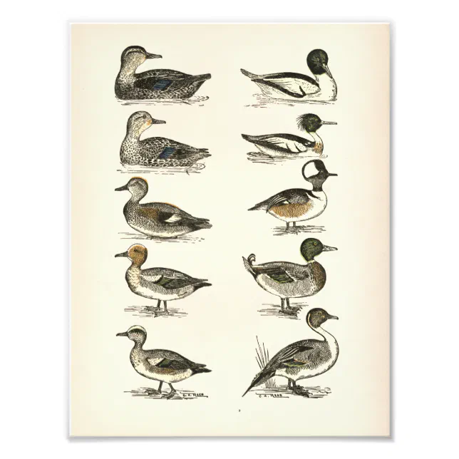Ducks of North America Illustrations Photo Print | Zazzle