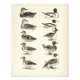 Ducks of North America Illustrations Photo Print | Zazzle