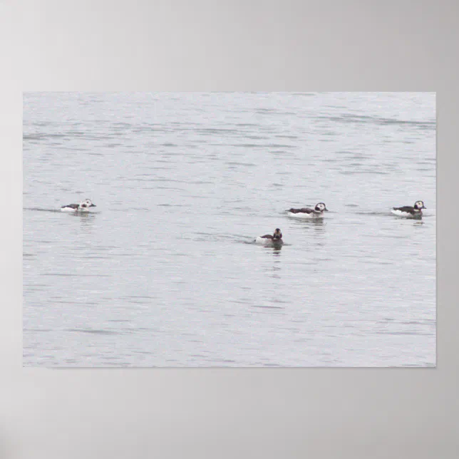 Ducks Photo Poster | Zazzle