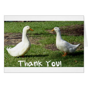 Duck Thank You Cards - Greeting & Photo Cards | Zazzle