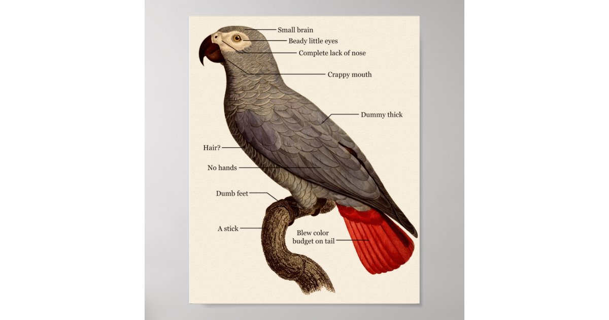 Dumb Bird Anatomy Poster | Zazzle