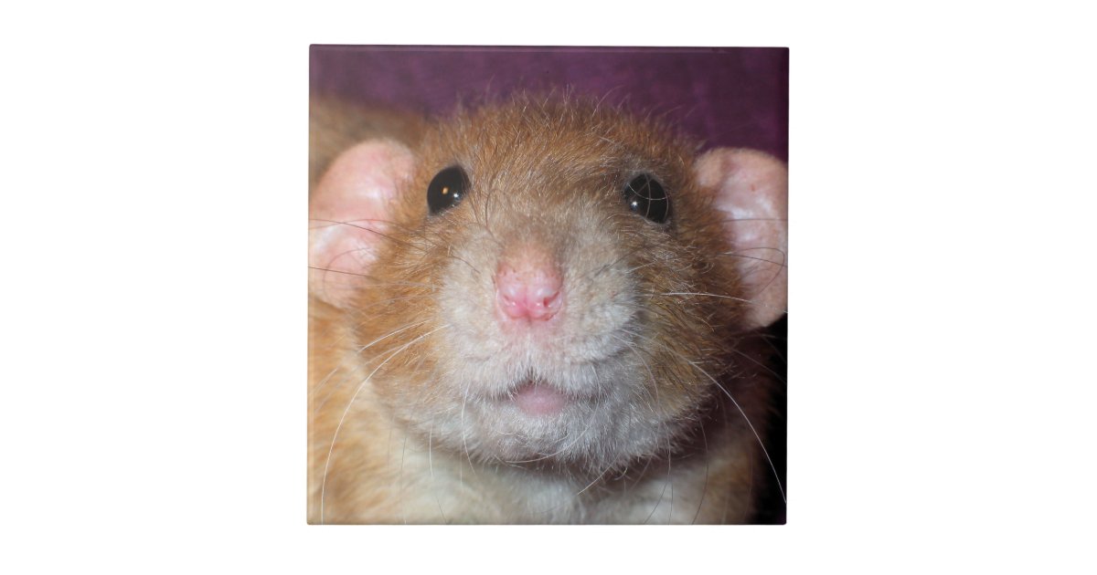 Dumbo Rat Tile | Zazzle