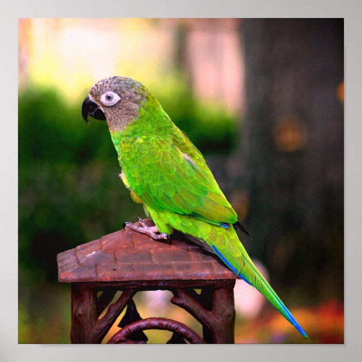 Dusky Headed Conure Parrot Poster | Zazzle.com