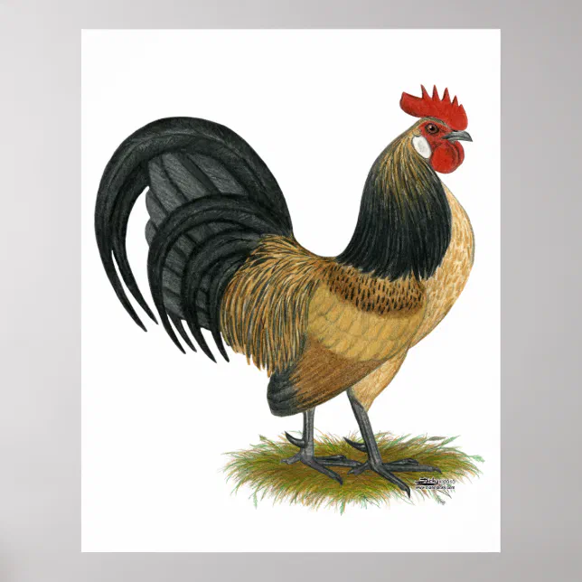Dutch Bantam: Blue Quail Rooster Poster | Zazzle