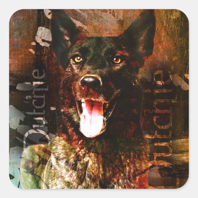 Dutch-ContrastTankDutch Shepherd dog - Dutchie Square Sticker | Zazzle
