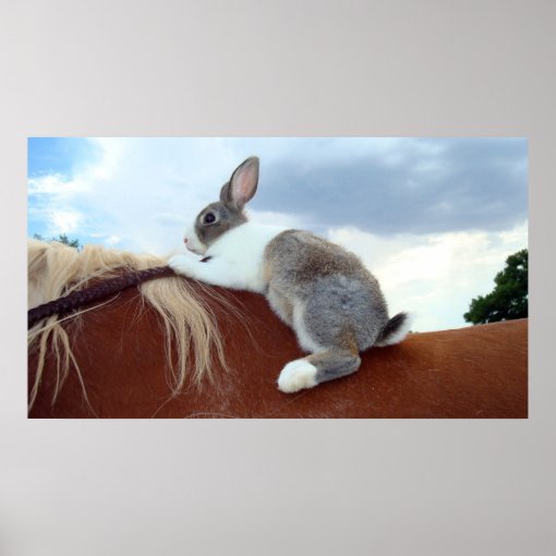 Dutch rabbit riding a horse poster | Zazzle