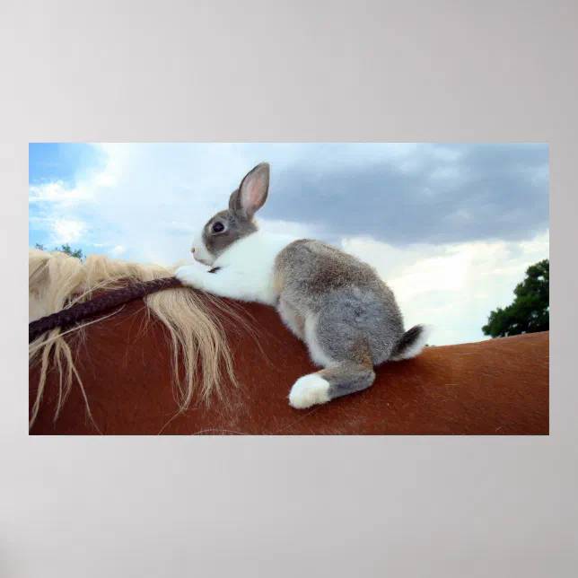 Dutch rabbit riding a horse poster | Zazzle