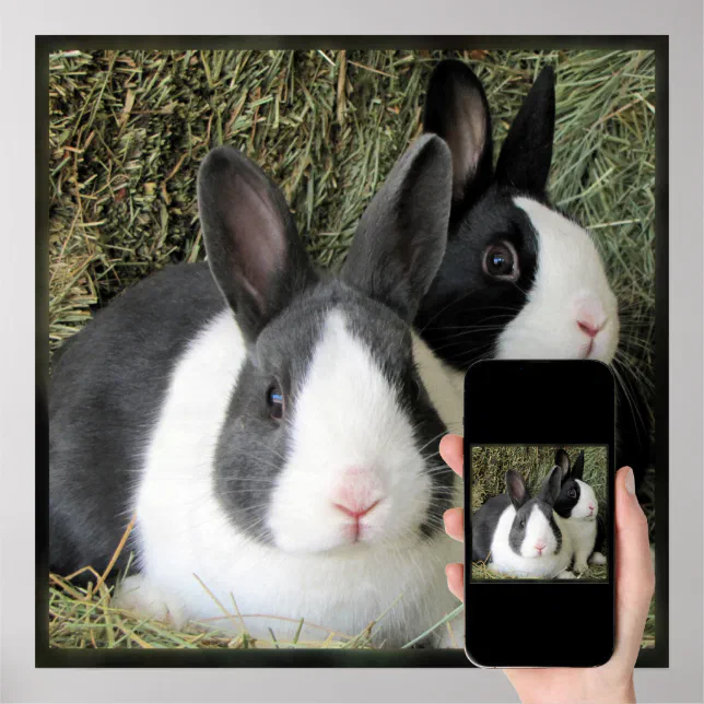 Dutch rabbits large canvas photo poster | Zazzle