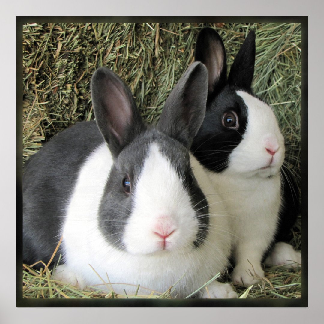Dutch rabbits large canvas photo poster | Zazzle