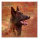Dutch Shepherd - Dutchie Illustration Poster | Zazzle