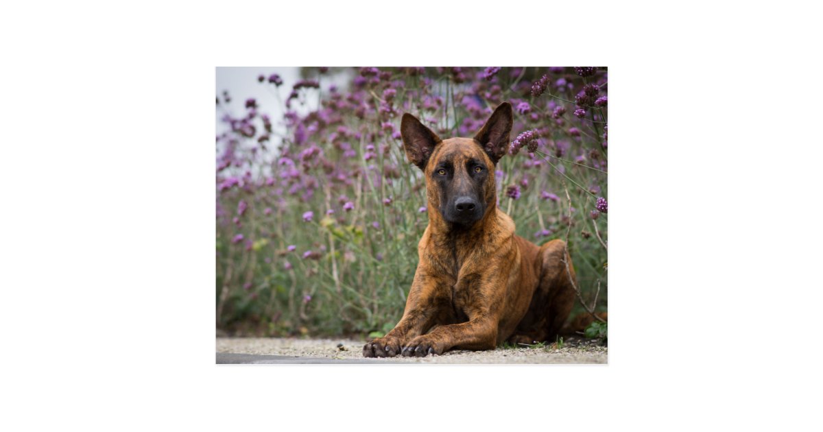 Dutch shepherd Flowers Postcard | Zazzle.com