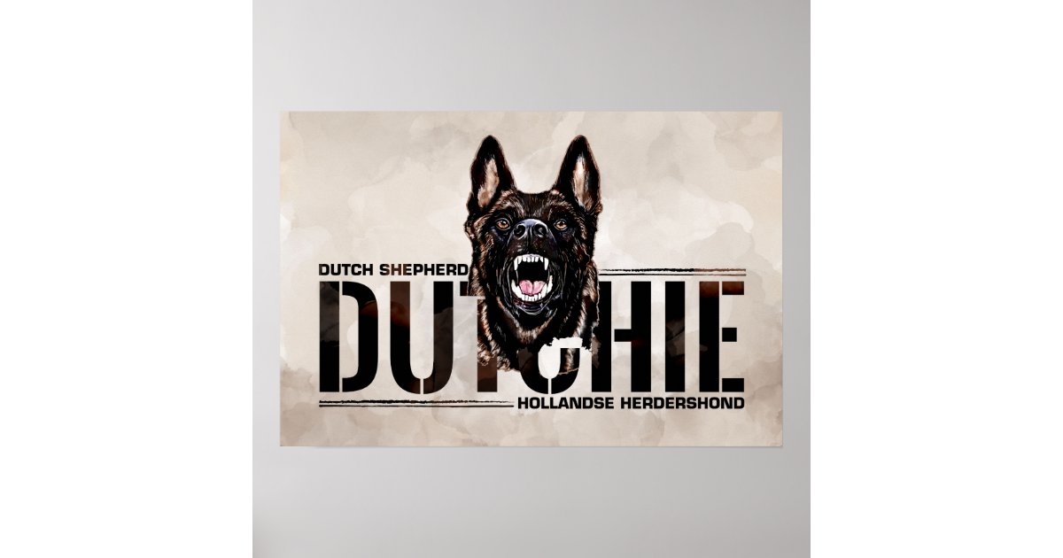 Dutch Shepherd -Hollandse Herdershond Poster | Zazzle
