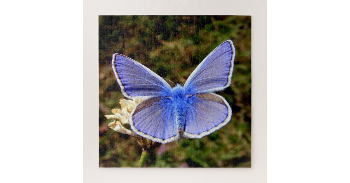Dwarf Blue Butterfly Jigsaw Puzzle | Zazzle