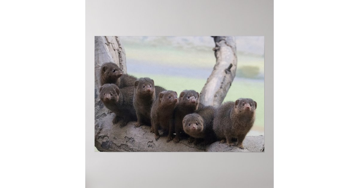 Dwarf Mongoose Pack Poster | Zazzle