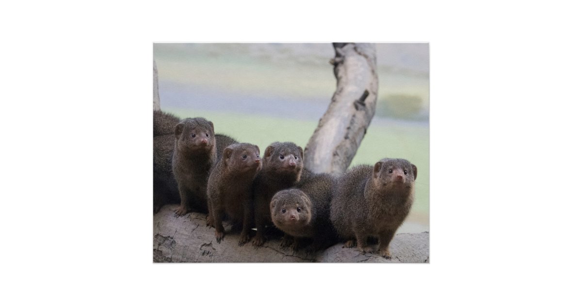 Dwarf Mongoose Pack Poster | Zazzle
