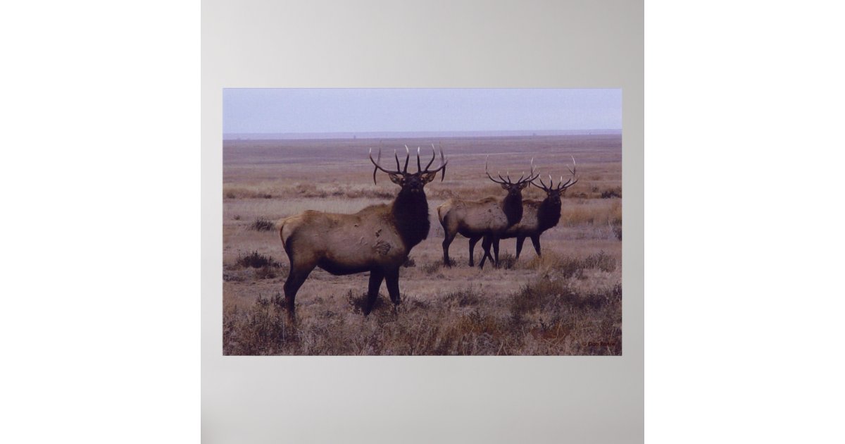 E19 Bull Elk Double Drop Tines Poster | Zazzle