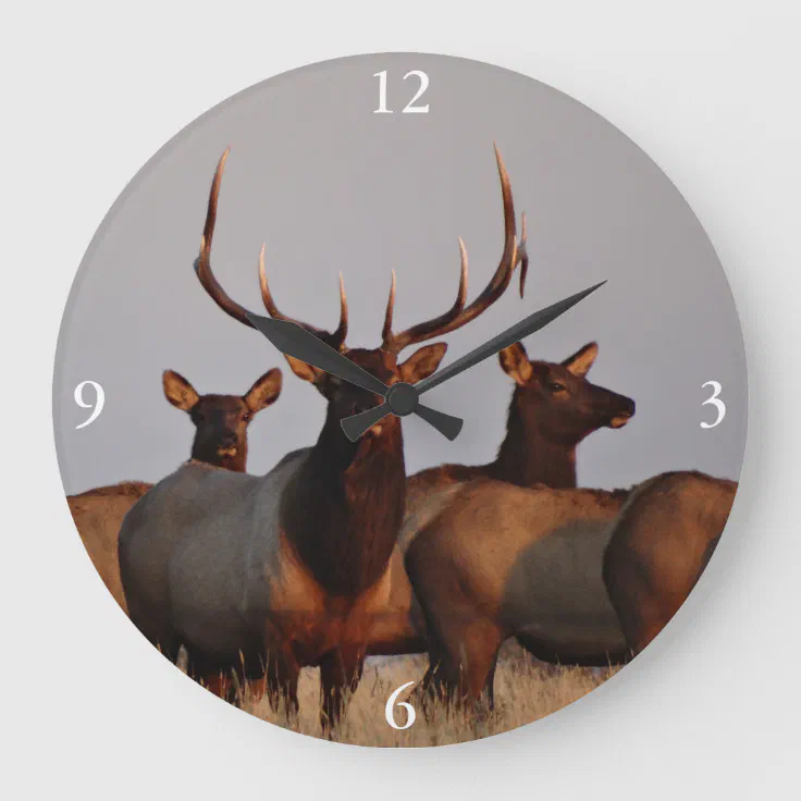 E66 Bull Elk and Cows Large Clock | Zazzle