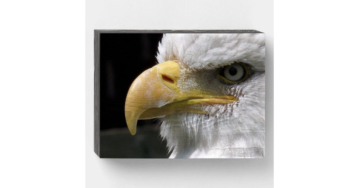 EAGLE BIRD OF PREY WOODEN BOX SIGN | Zazzle