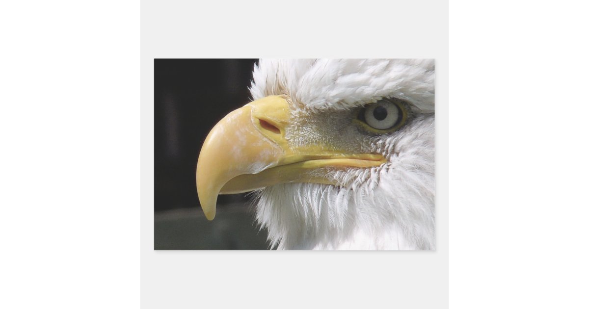 EAGLE BIRD OF PREY WRAPPING PAPER SHEETS | Zazzle