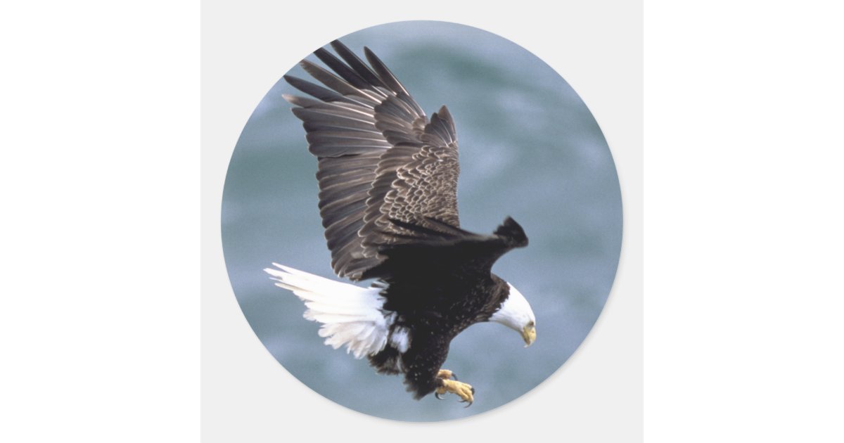 Eagle Flight Classic Round Sticker | Zazzle