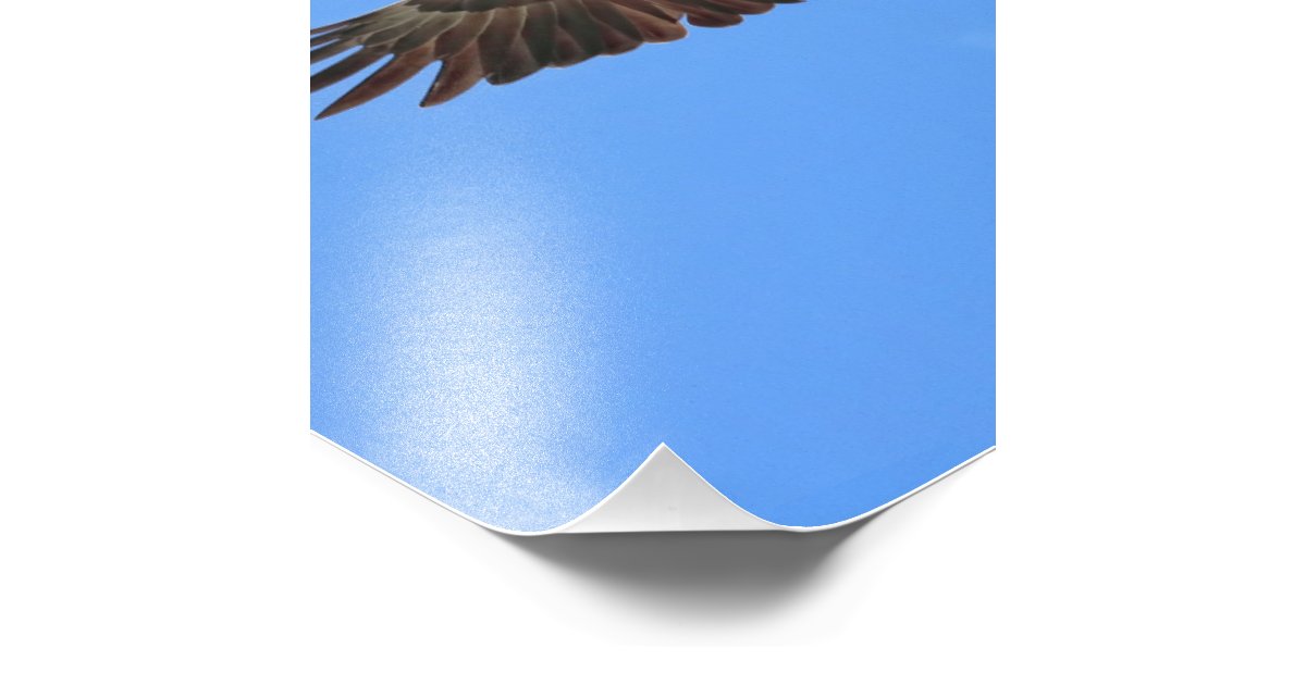 Eagle Flying Photo Print | Zazzle