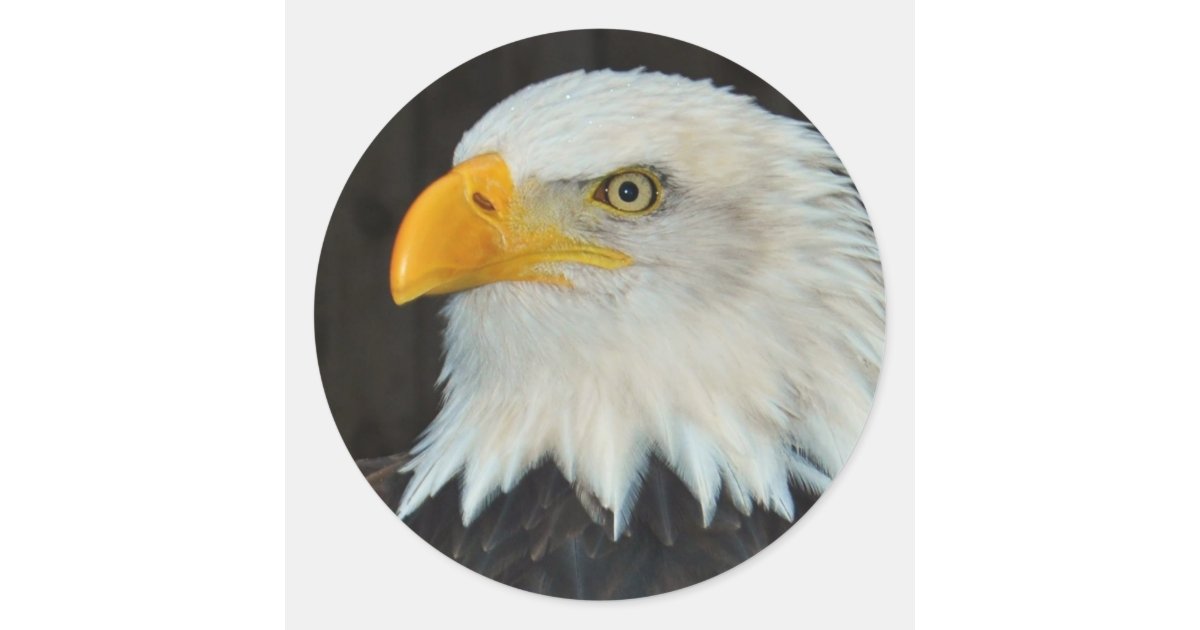 Eagle Head Stickers | Zazzle