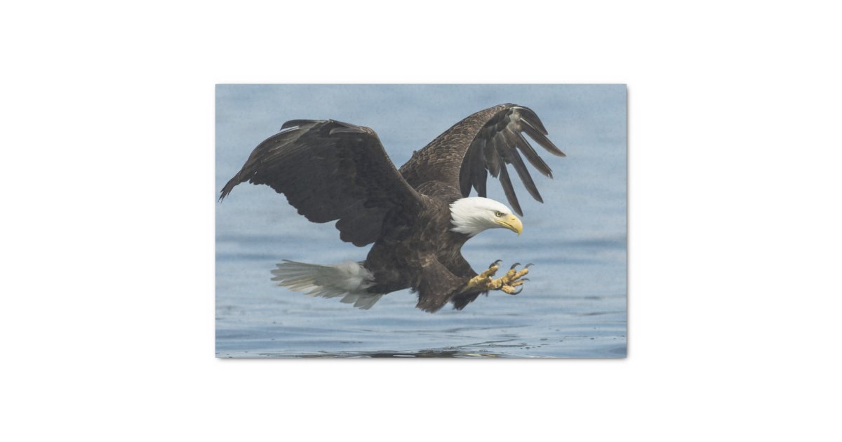 Eagle on Approach Tissue Paper | Zazzle