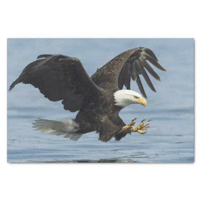 Eagle on Approach Tissue Paper | Zazzle