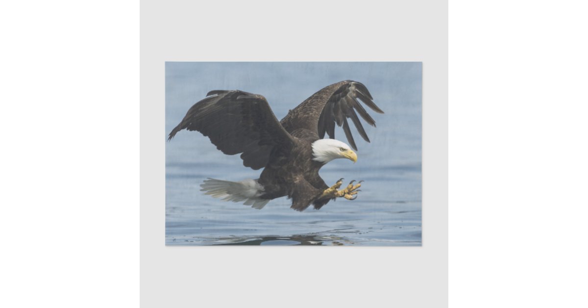 Eagle on Approach Tissue Paper | Zazzle